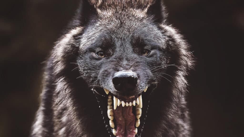 OUT COME THE WOLVES Coming From BACKCOUNTRY Director